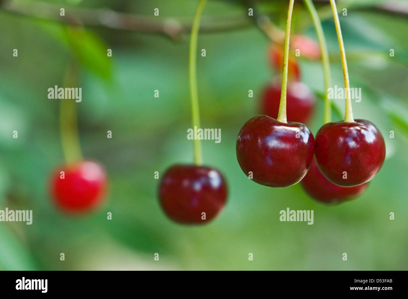 Passion fruit tree hi-res stock photography and images - Alamy