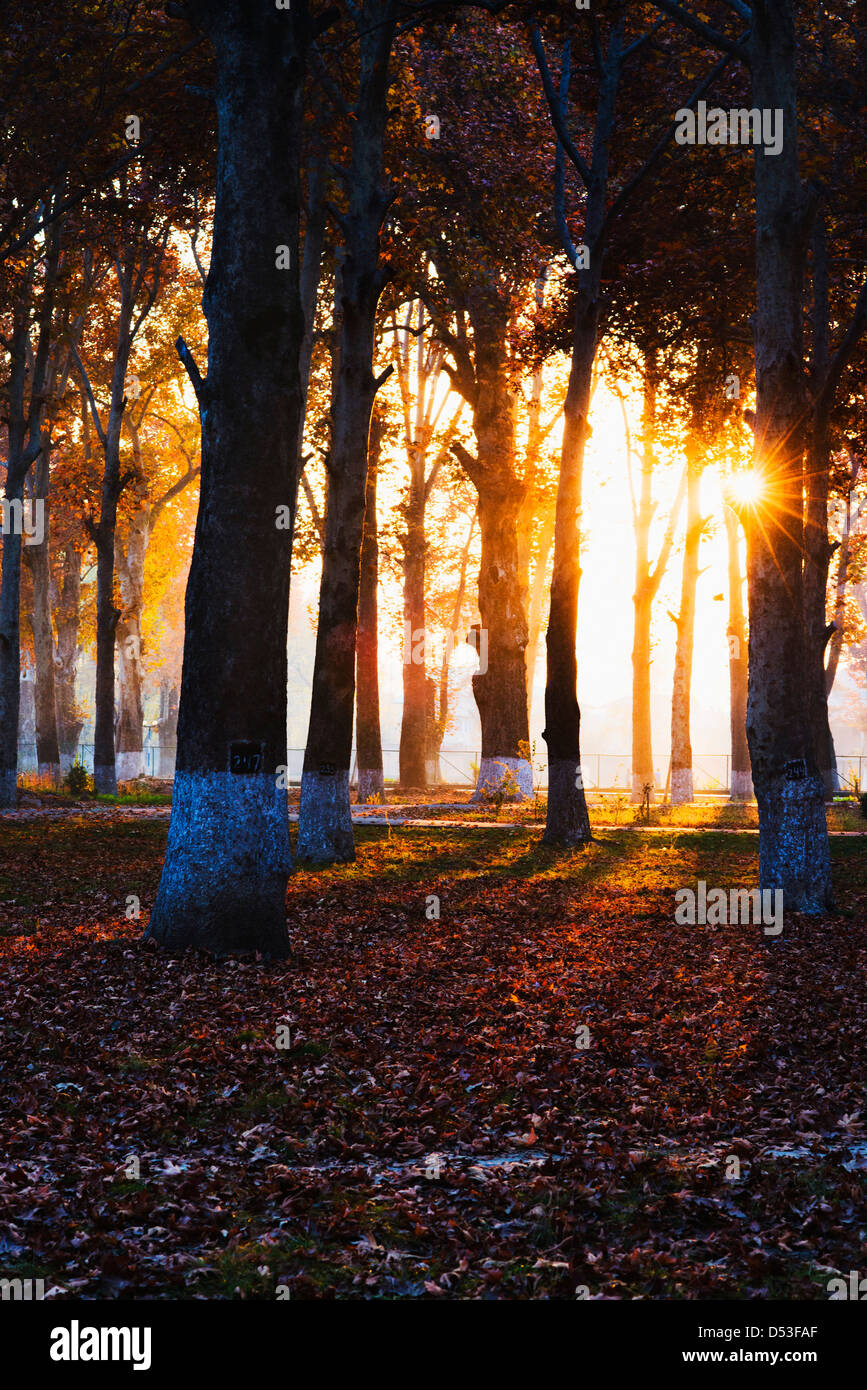Trees in a garden at sunset, Naseem Bagh, Srinagar, Jammu And Kashmir ...