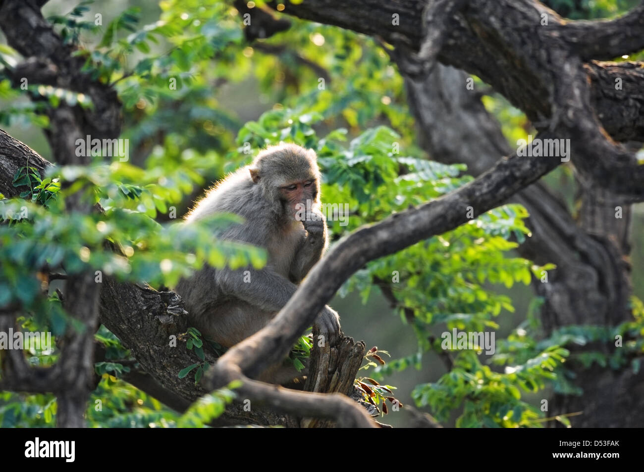 macaque in rainforest sitting on tree Stock Photo - Alamy