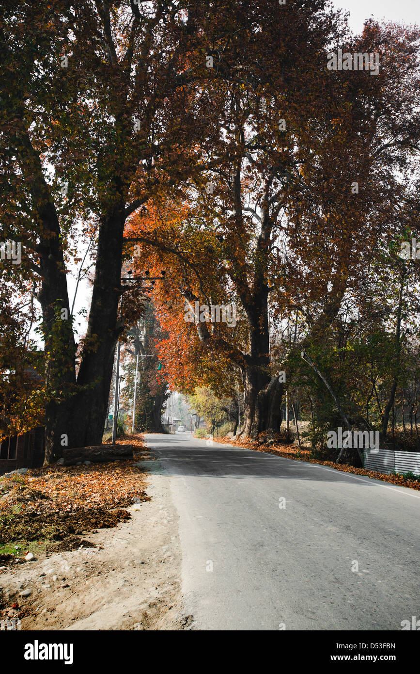 Trees both sides of a road, Kashmir, Jammu And Kashmir, India Stock ...