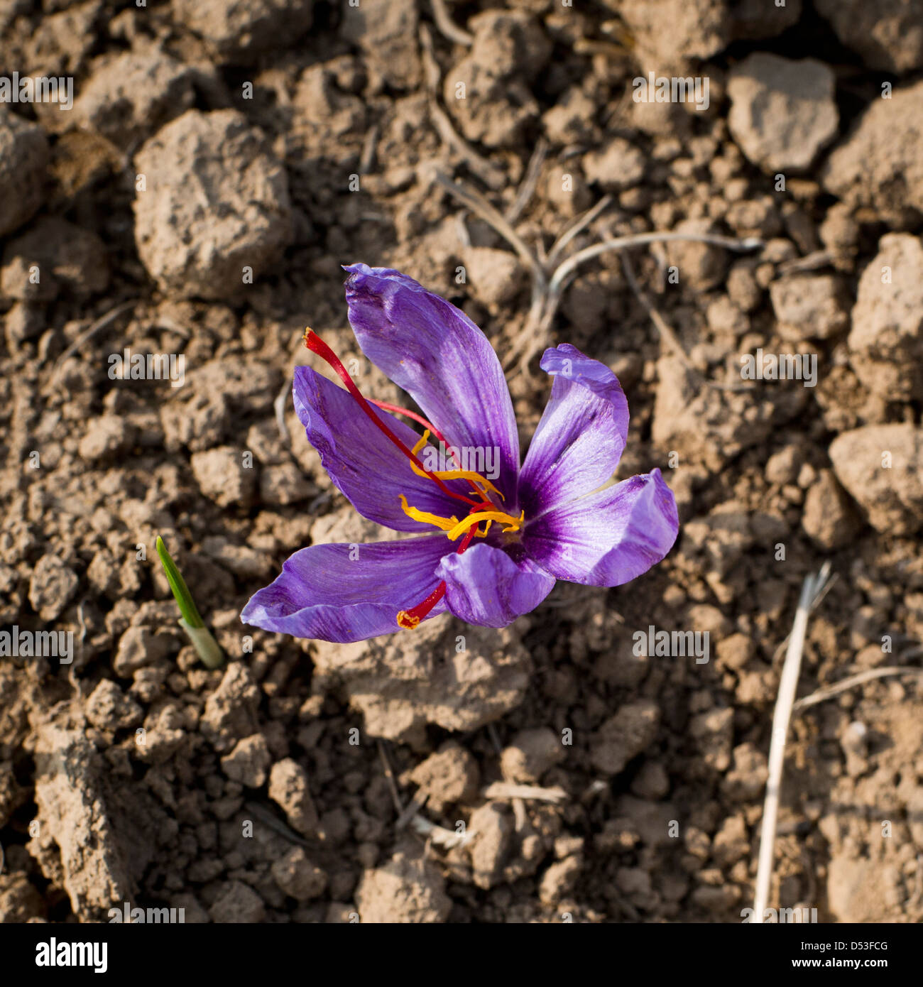 Saffron crocus flowers in a field, Pampore, Pulwama, Pulwama District ...