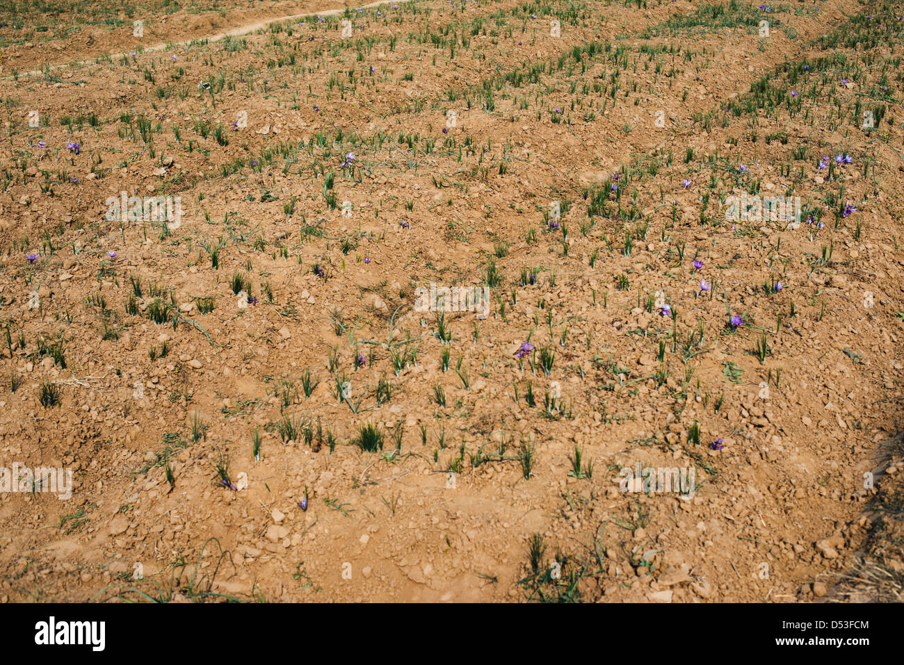 Saffron flower kashmir hi-res stock photography and images - Alamy