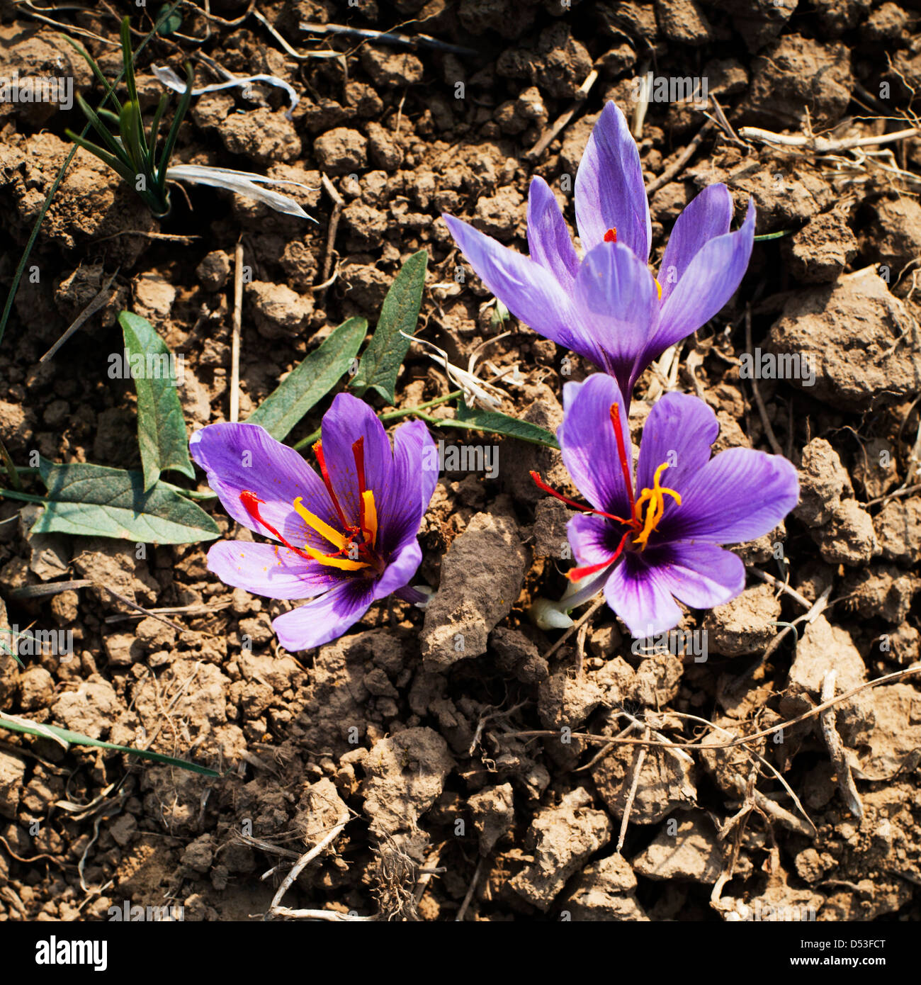 Kashmir Saffron Field Stock Photos & Kashmir Saffron Field Stock Images ...