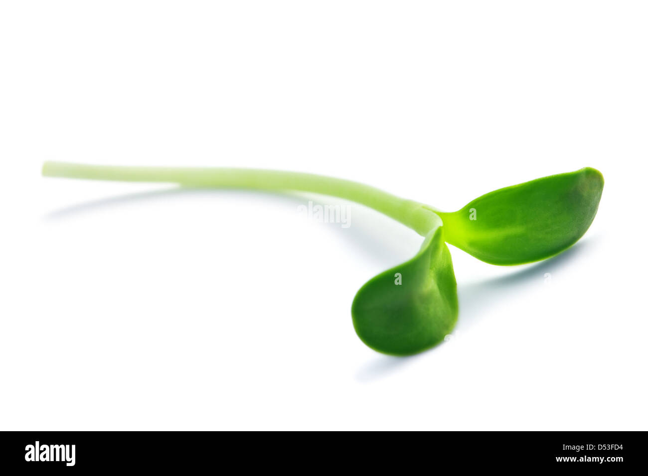 single plant isolated on white Stock Photo - Alamy