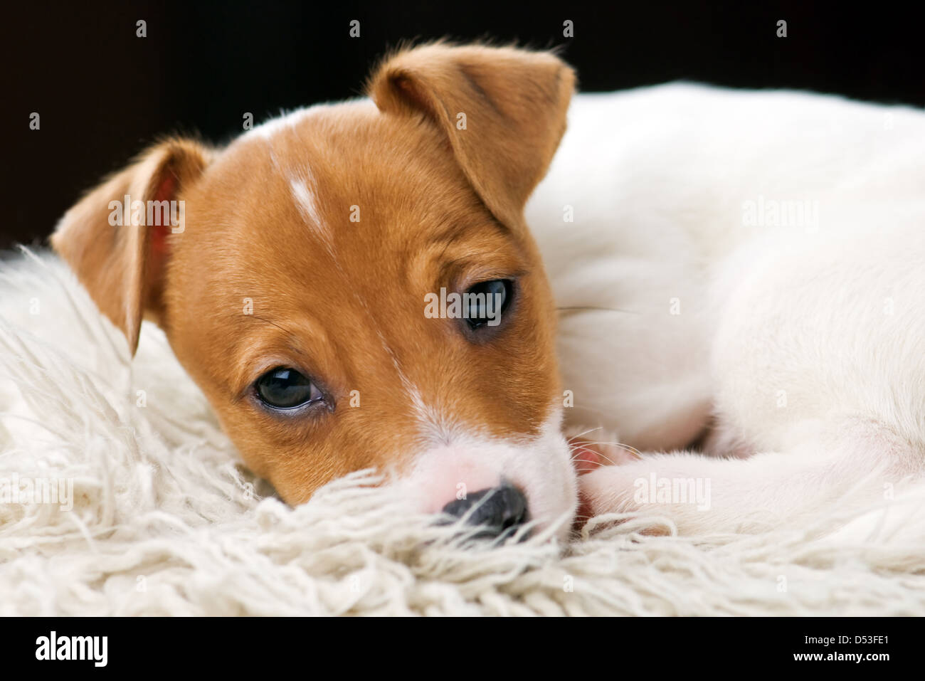Jack russell puppy hi-res stock photography and images - Alamy