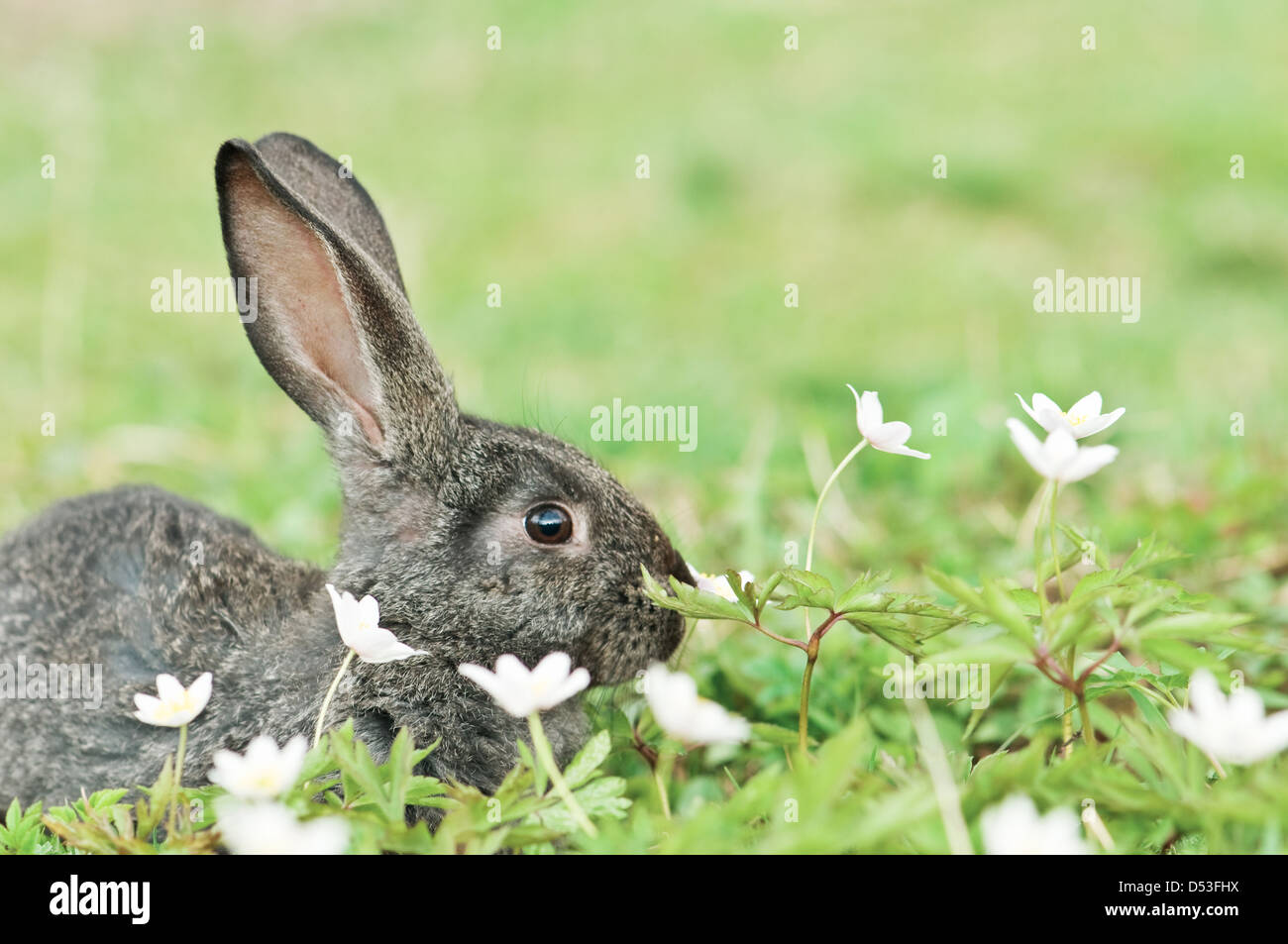 Rabbit Grass North Pole