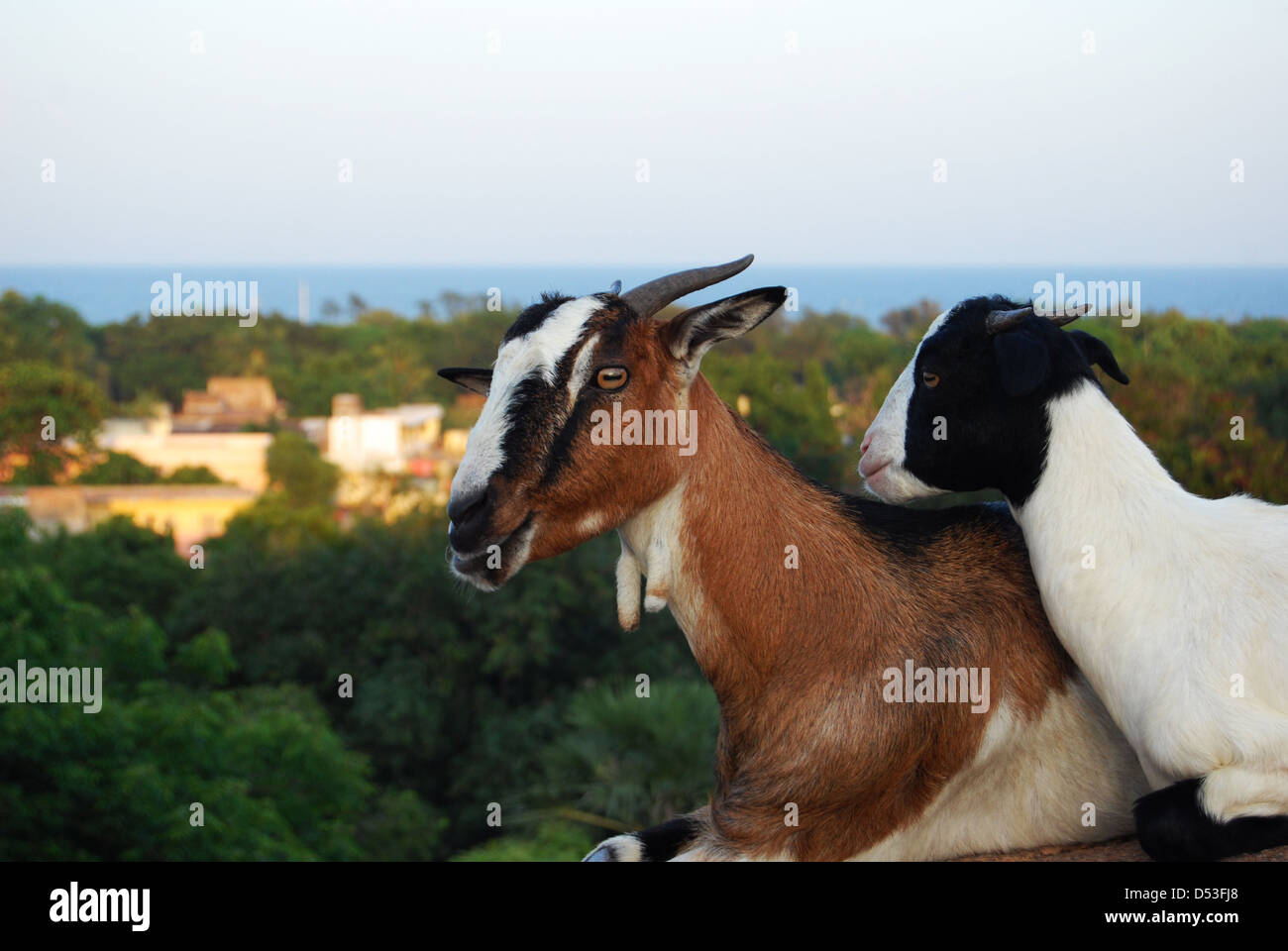 Two resting goats hi-res stock photography and images - Alamy