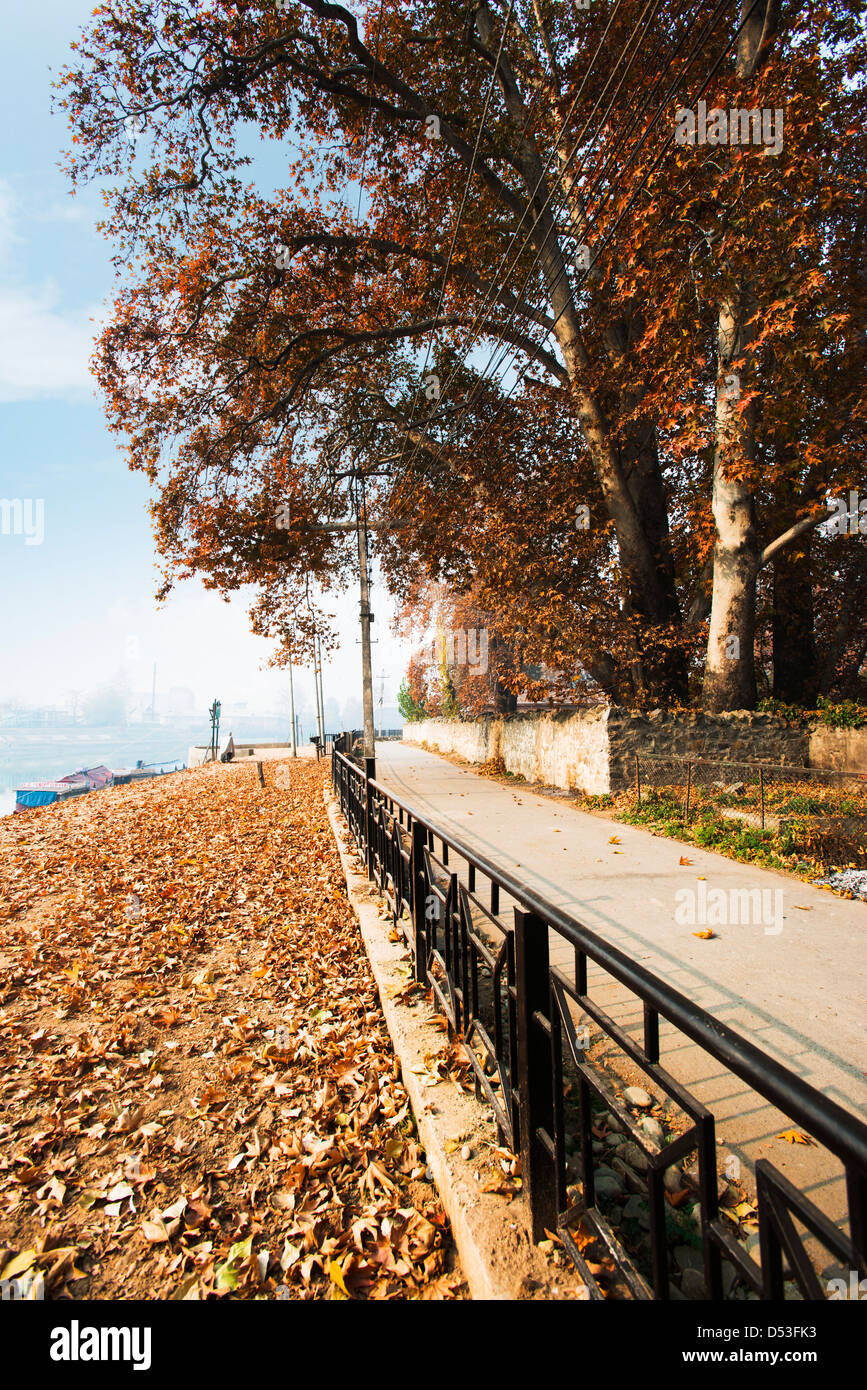 Trees in a garden, Kashmir, Jammu And Kashmir, India Stock Photo - Alamy