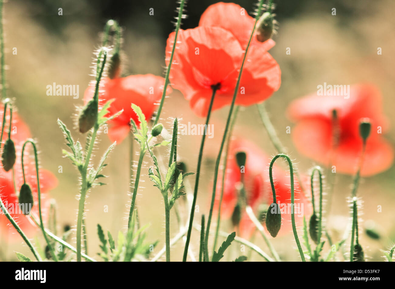 Corn poppys hi-res stock photography and images - Alamy