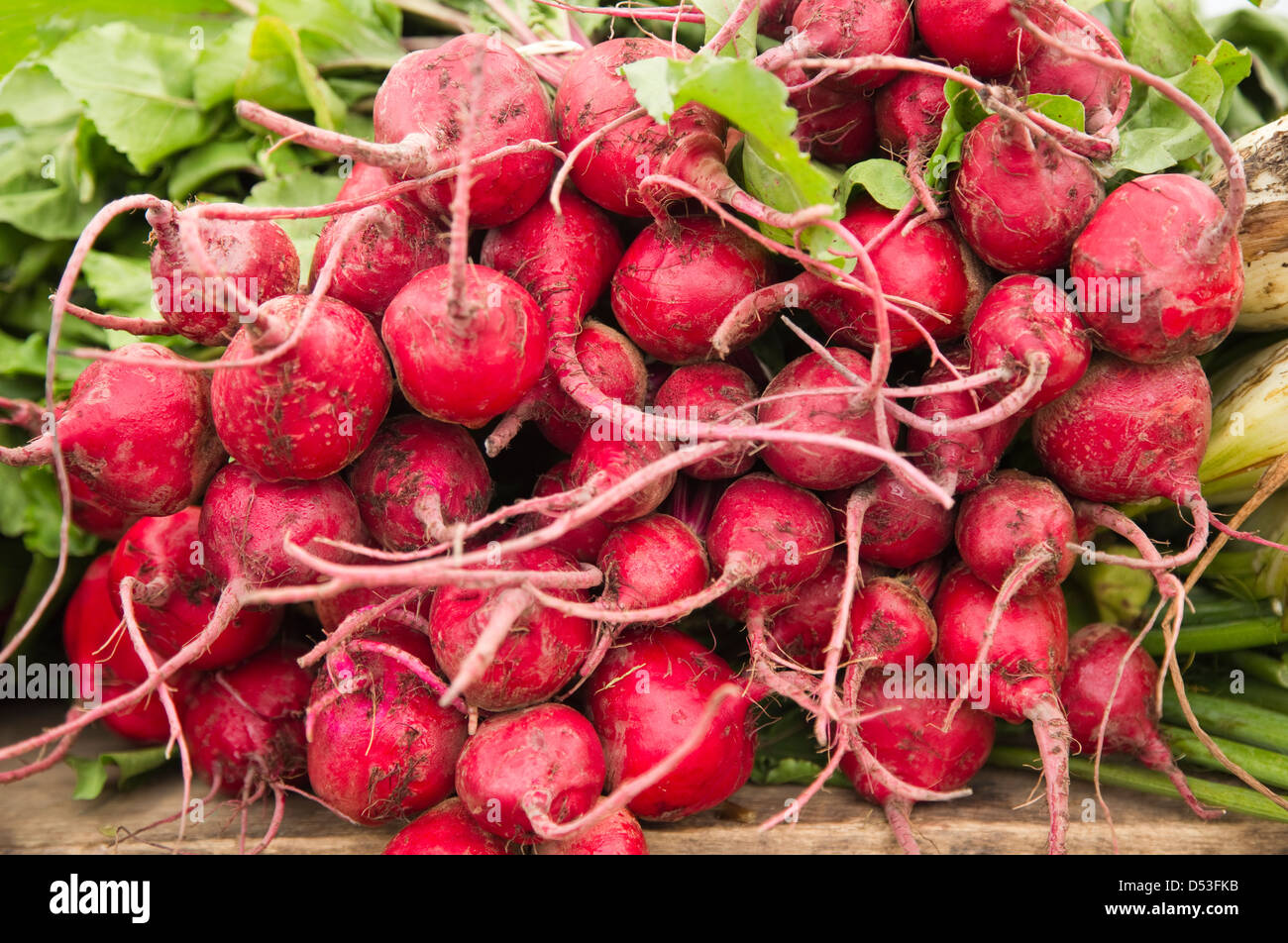Bunch of organic unwashed radish, roots intact Stock Photo - Alamy
