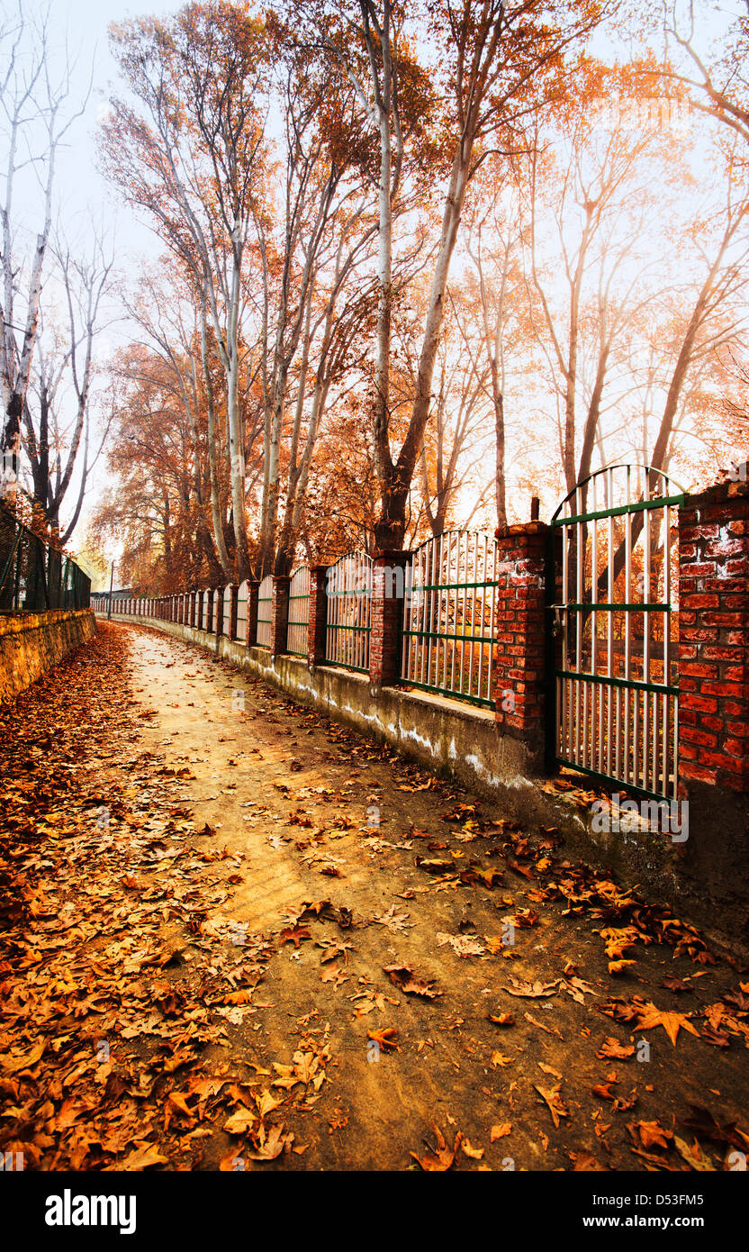 Trees in a garden, Kashmir, Jammu And Kashmir, India Stock Photo - Alamy