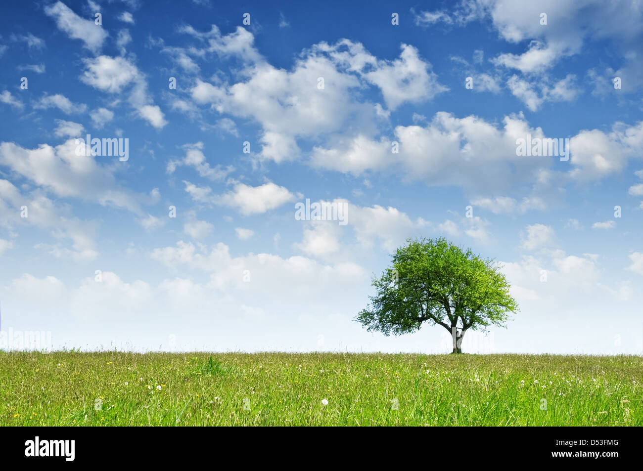 green tree and cloudy sky Stock Photo - Alamy