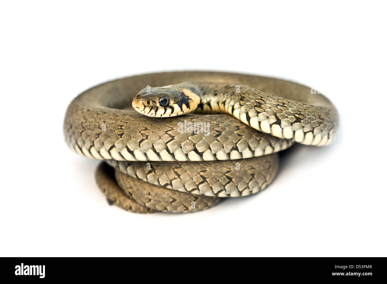 White snake skin background hi-res stock photography and images - Alamy