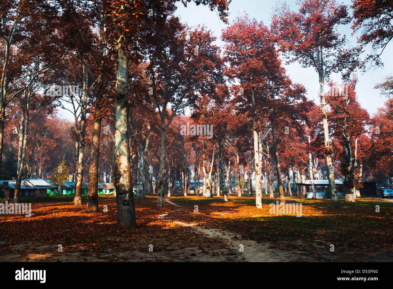 Trees in a garden, Naseem Bagh, Srinagar, Jammu And Kashmir, India ...