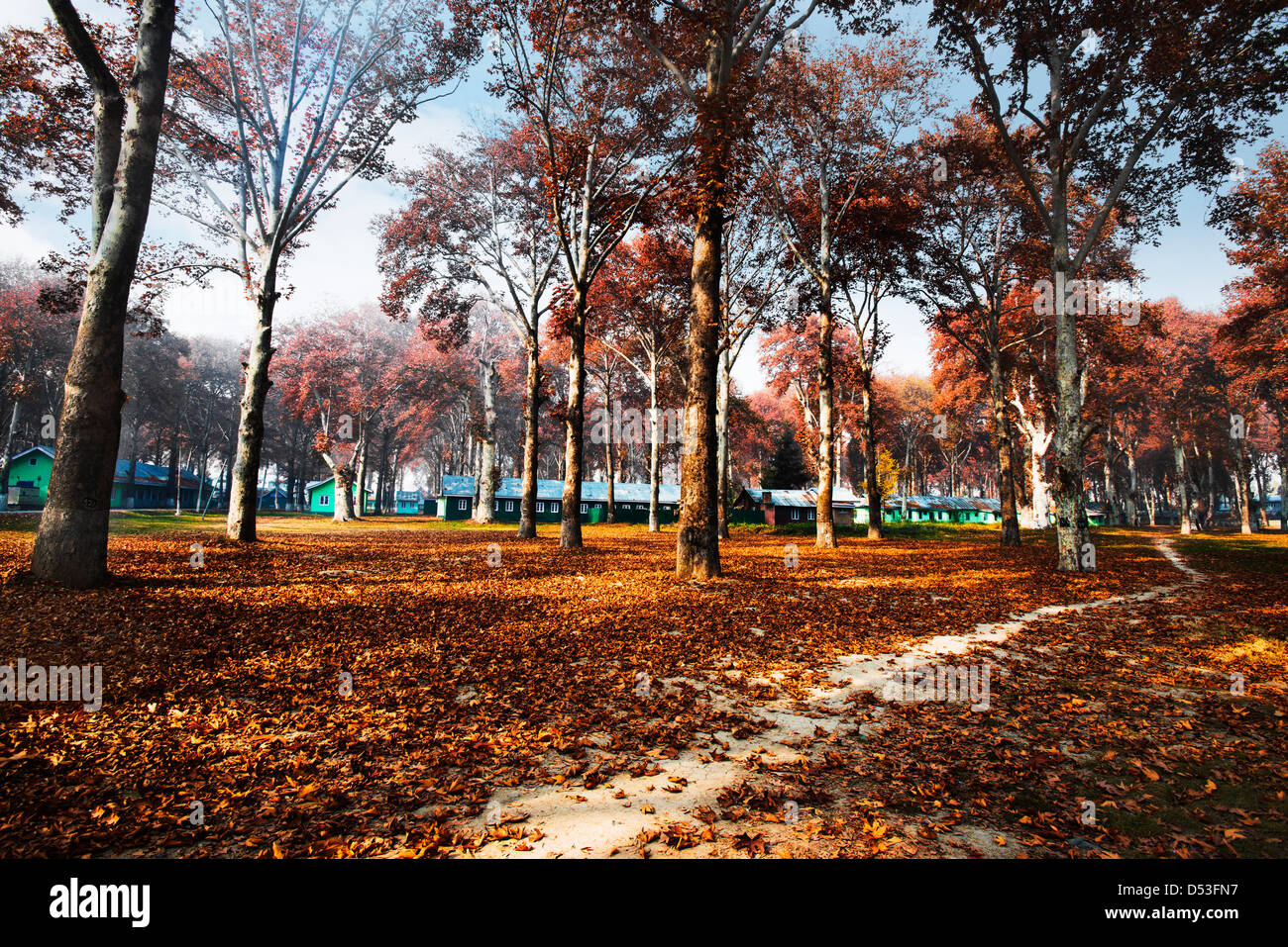 Trees in a garden, Naseem Bagh, Srinagar, Jammu And Kashmir, India ...
