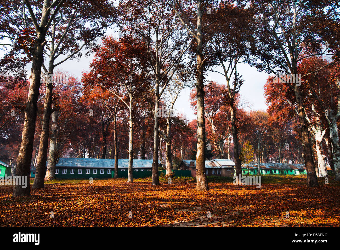 Trees in a garden, Naseem Bagh, Srinagar, Jammu And Kashmir, India ...