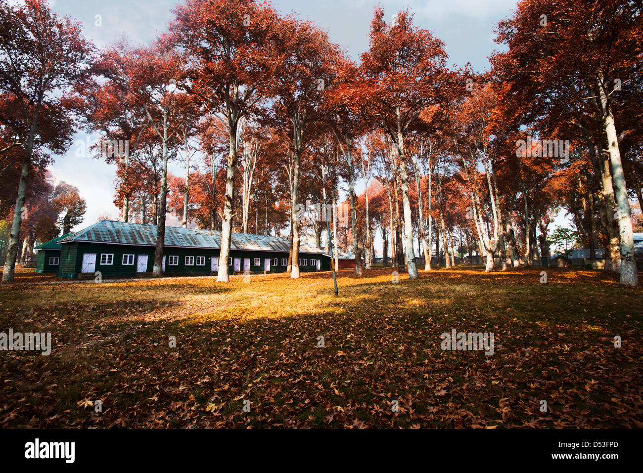 Trees in a garden, Naseem Bagh, Srinagar, Jammu And Kashmir, India ...
