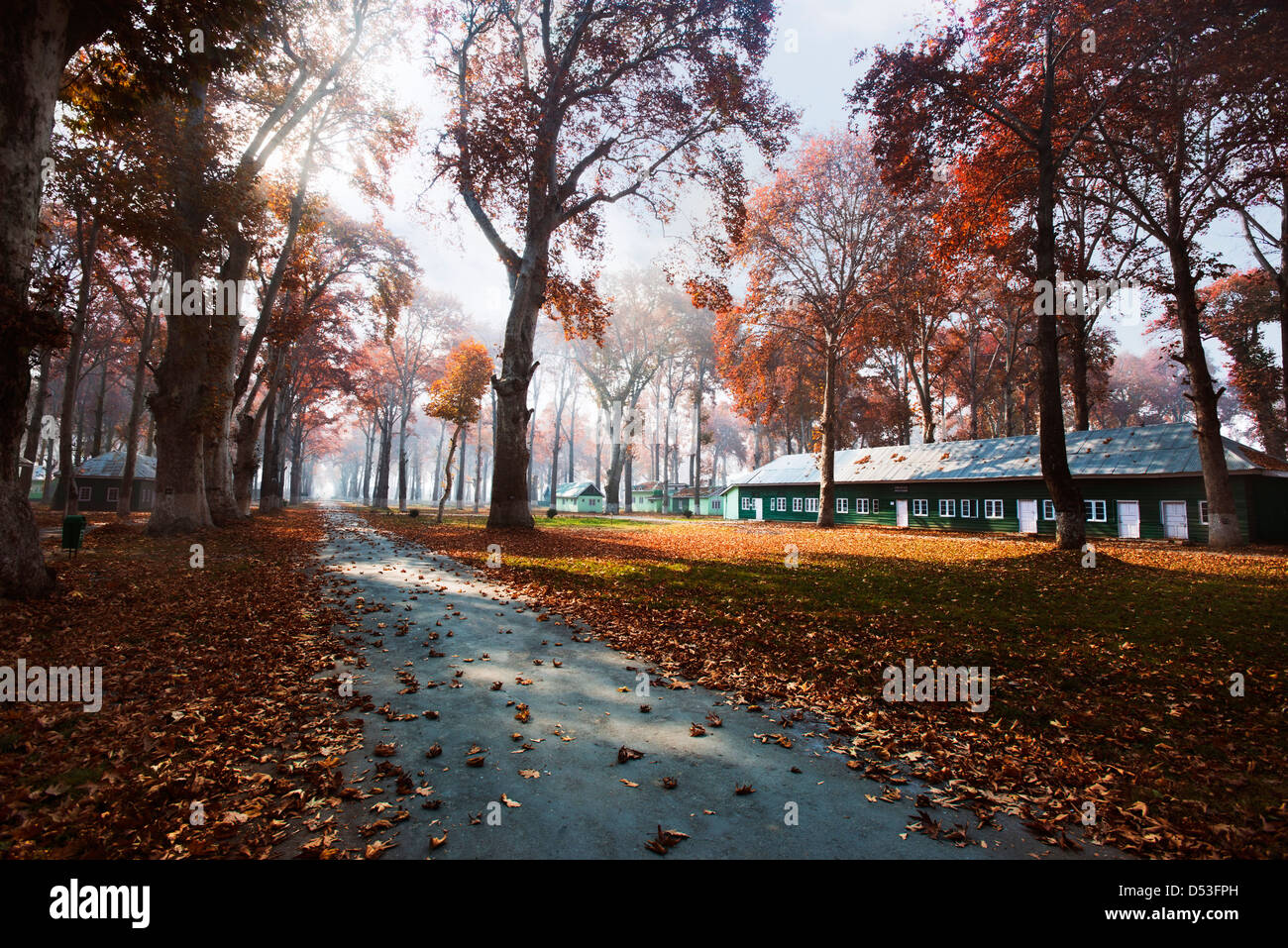 Trees in a garden, Naseem Bagh, Srinagar, Jammu And Kashmir, India ...