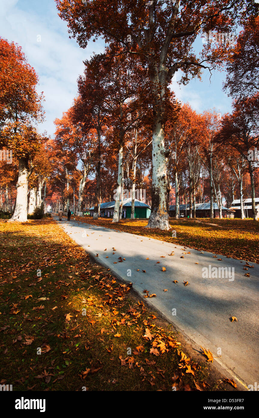 Trees in a garden, Naseem Bagh, Srinagar, Jammu And Kashmir, India ...