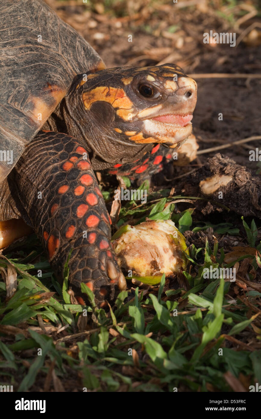 Portrait tortoise eating hi-res stock photography and images - Alamy