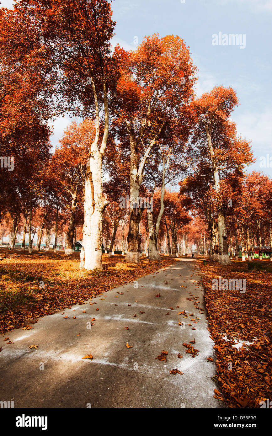 Trees in a garden, Naseem Bagh, Srinagar, Jammu And Kashmir, India ...