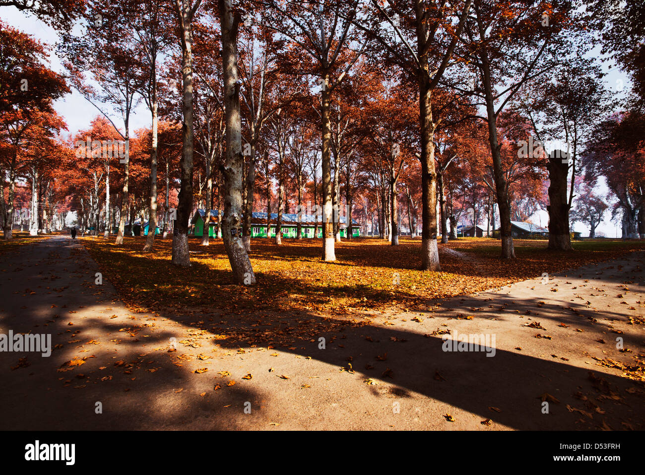 Trees in a garden, Naseem Bagh, Srinagar, Jammu And Kashmir, India ...