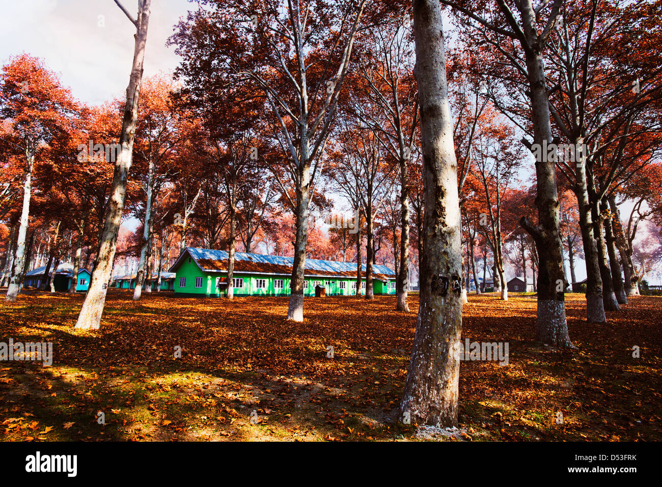 Trees in a garden, Naseem Bagh, Srinagar, Jammu And Kashmir, India ...