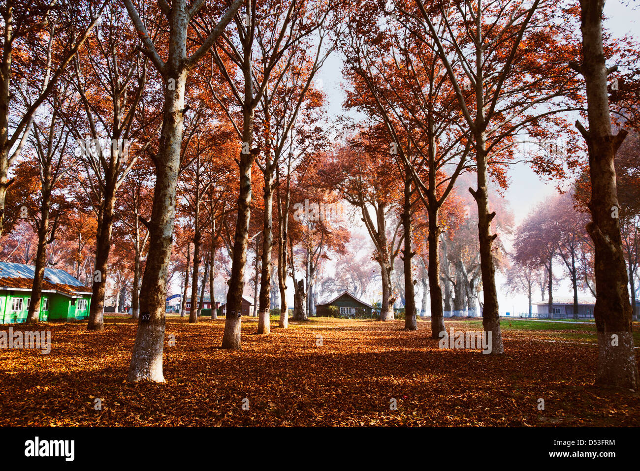 Trees in a garden, Naseem Bagh, Srinagar, Jammu And Kashmir, India ...