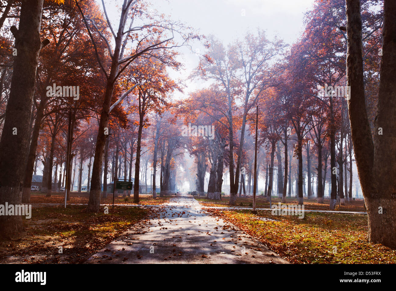 Trees in a garden, Naseem Bagh, Srinagar, Jammu And Kashmir, India ...