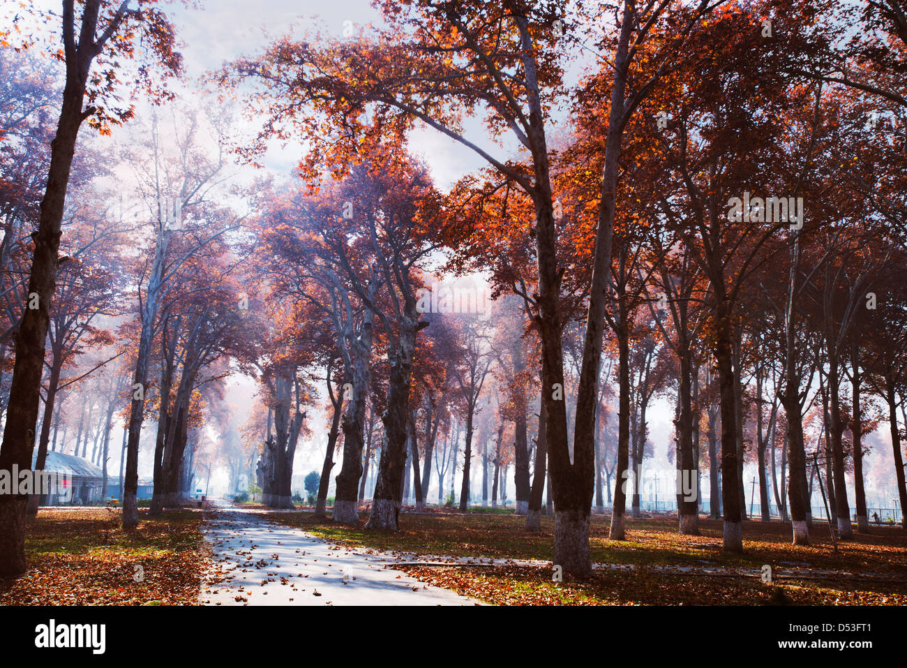 Trees in a garden, Naseem Bagh, Srinagar, Jammu And Kashmir, India ...