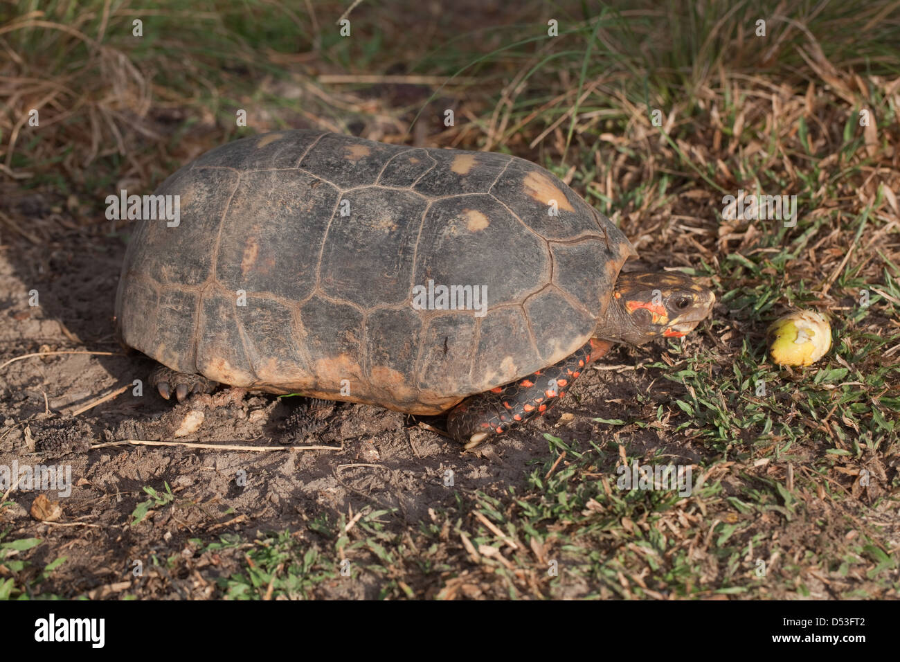 Testudo carbonaria hi-res stock photography and images - Alamy