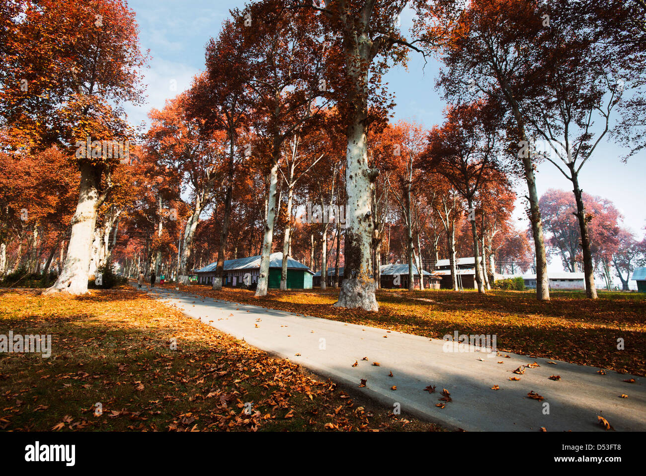 Trees in a garden, Naseem Bagh, Srinagar, Jammu And Kashmir, India ...