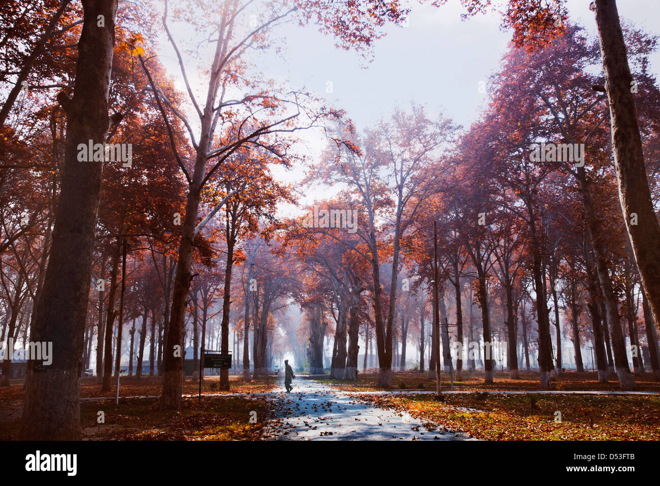 Trees in a garden, Naseem Bagh, Srinagar, Jammu And Kashmir, India ...