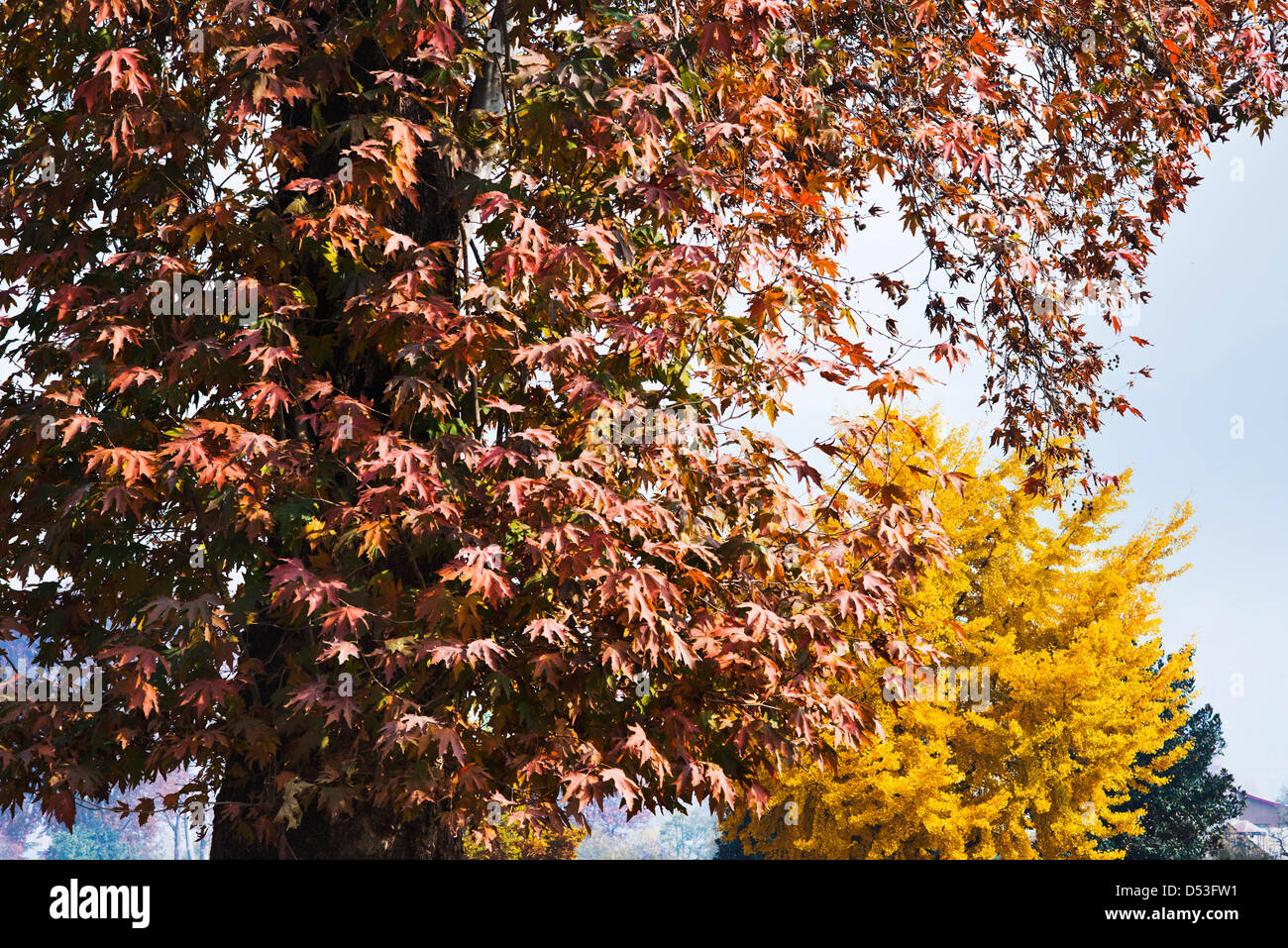 Low angle view of maple trees, Shalimar Bagh, Srinagar, Jammu And ...