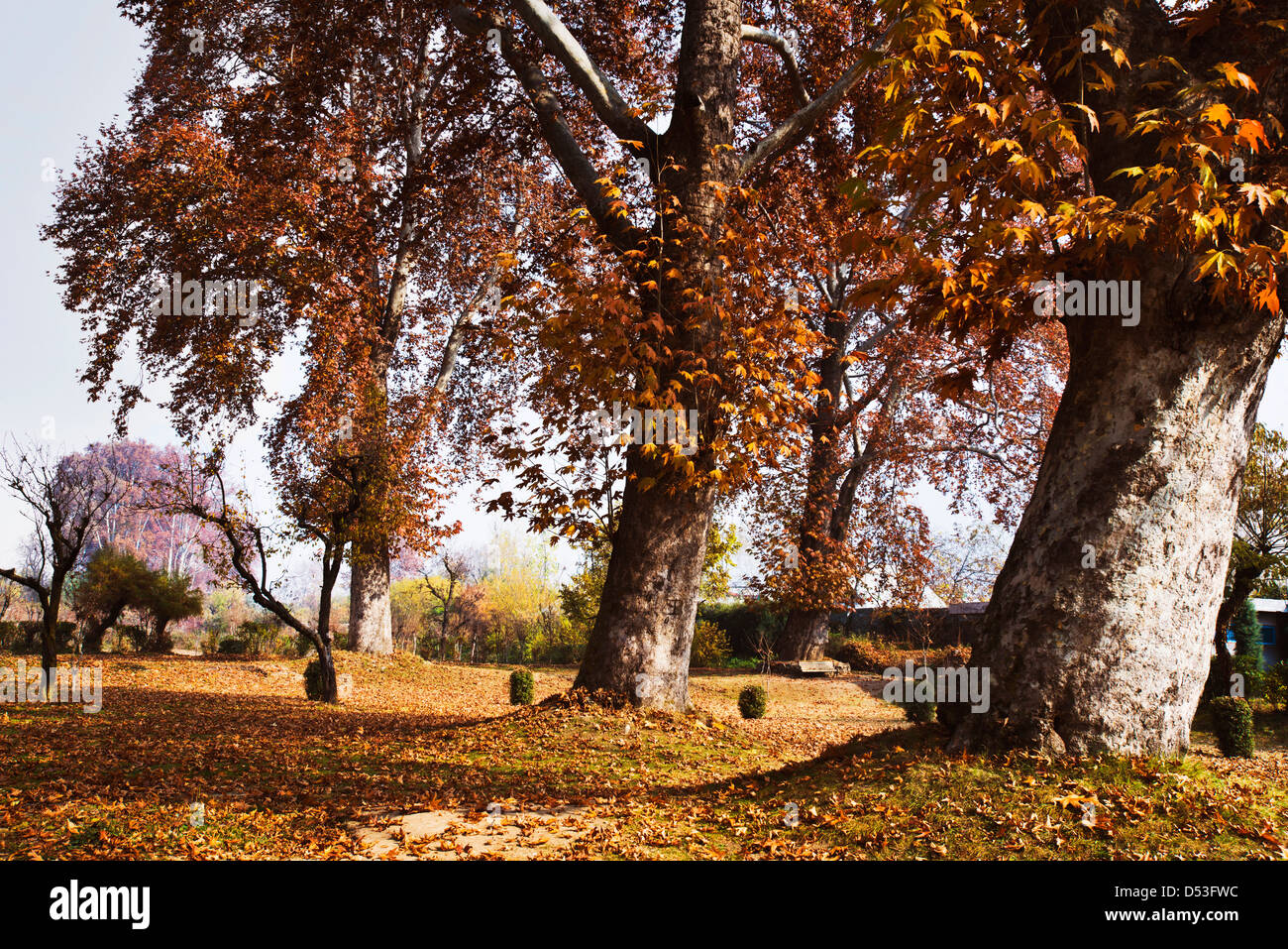 Maple trees in a garden, Shalimar Bagh, Srinagar, Jammu And Kashmir ...