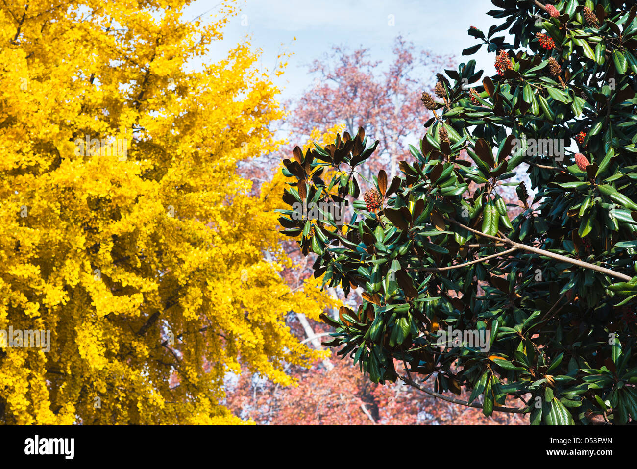 Low angle view of maple trees, Shalimar Bagh, Srinagar, Jammu And ...