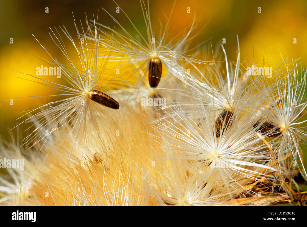 Dispersal mechanism hi-res stock photography and images - Alamy