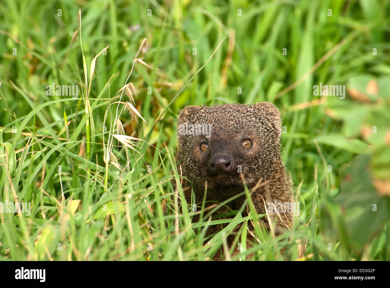Ichneumon mongoose herpestes ichneumon hi-res stock photography and ...