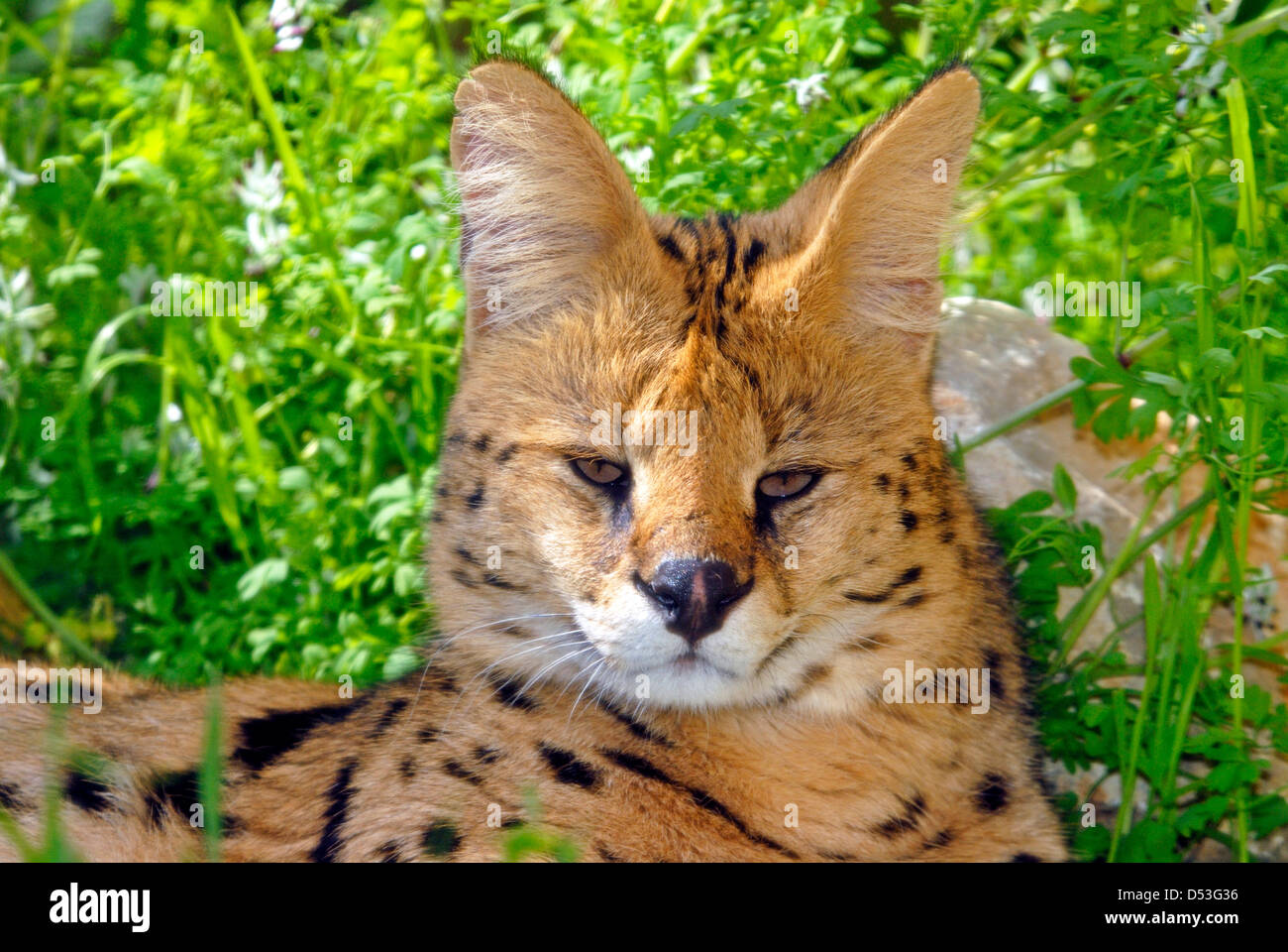 African serval, Felis leptailarus serval Resting Stock Photo - Alamy