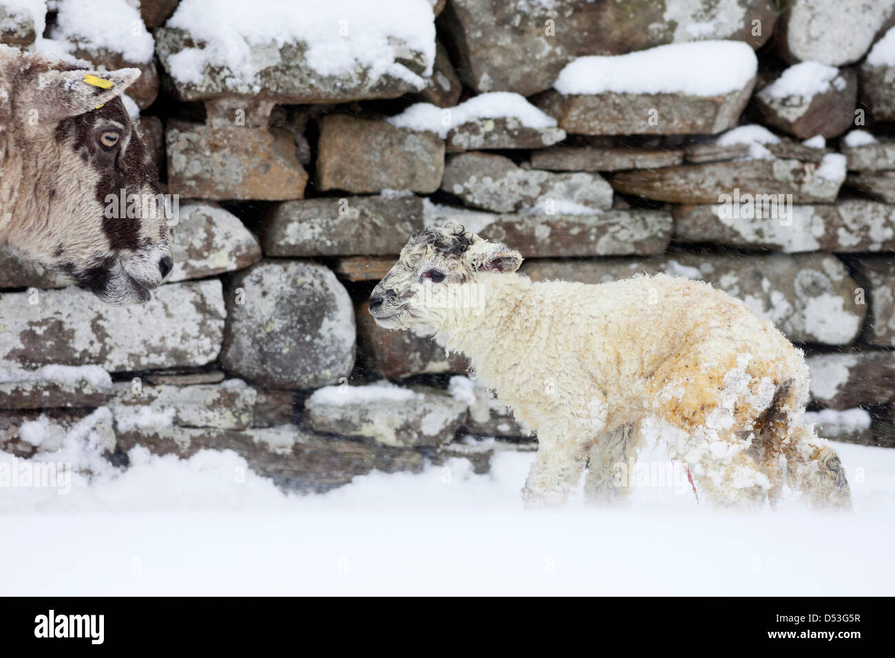 March lamb hi-res stock photography and images - Alamy