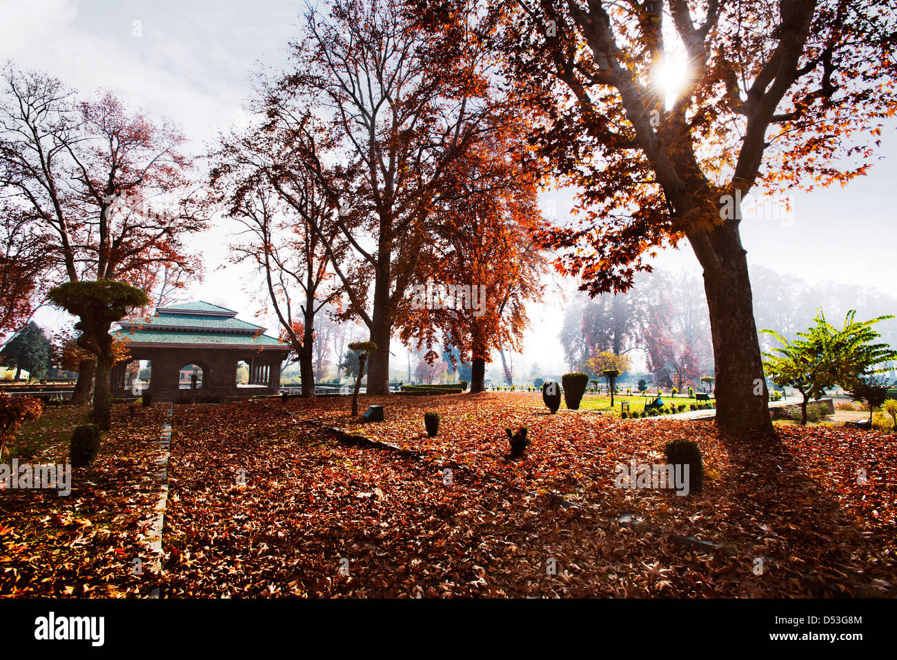 Trees in a garden, Shalimar Bagh, Srinagar, Jammu And Kashmir, India ...