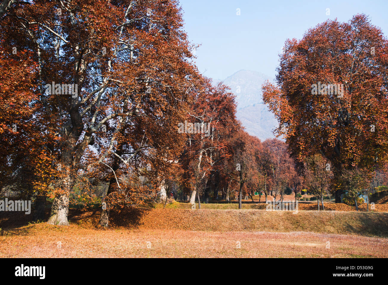 Trees in a garden, Nishat Bagh, Srinagar, Jammu And Kashmir, India ...