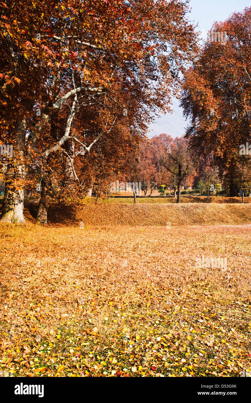 Trees in a garden, Nishat Bagh, Srinagar, Jammu And Kashmir, India ...