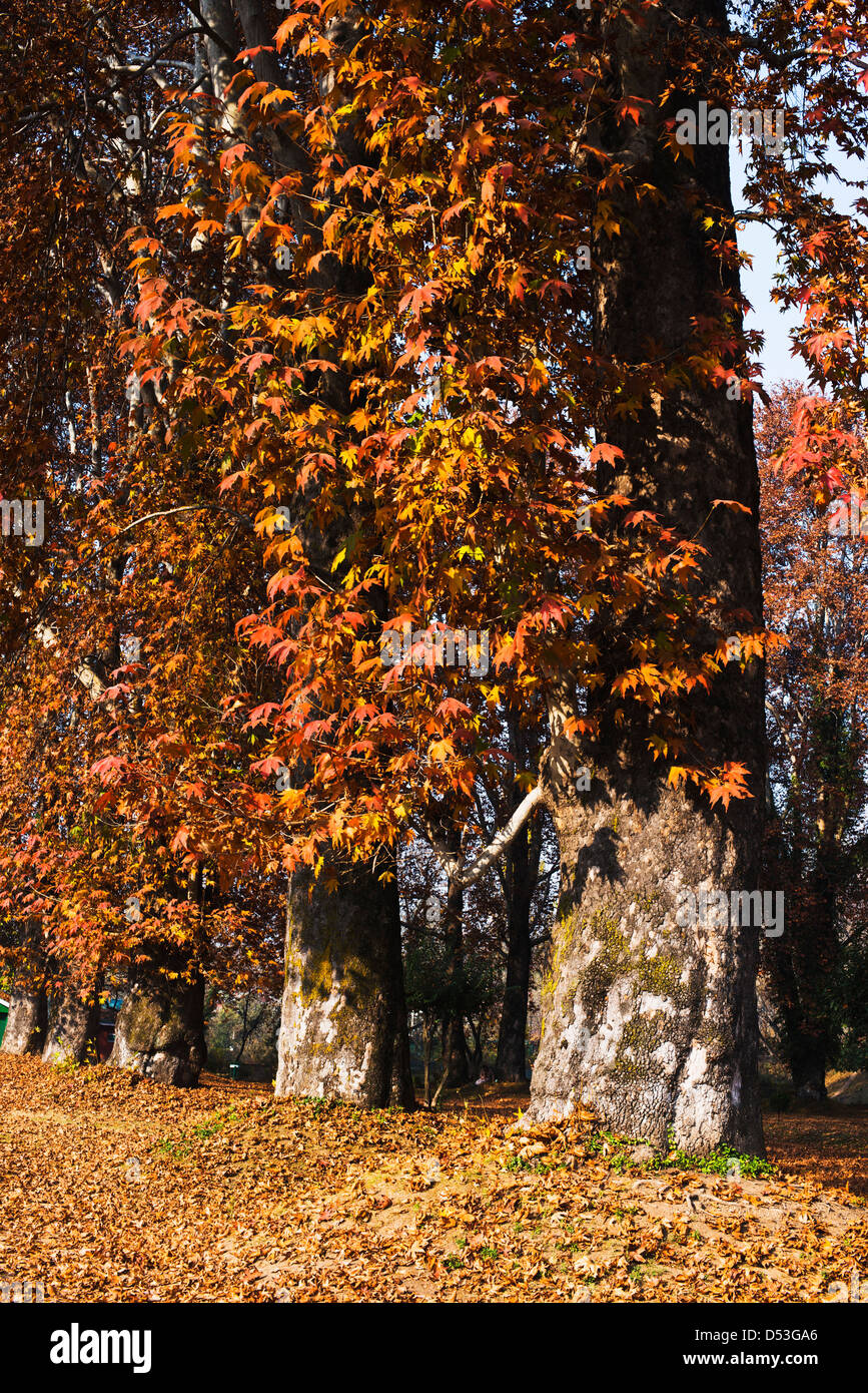 Trees in a garden, Nishat Bagh, Srinagar, Jammu And Kashmir, India ...