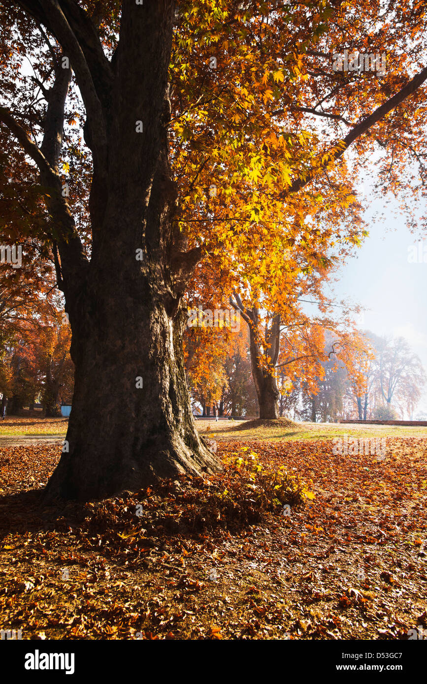 Trees in a garden, Nishat Bagh, Srinagar, Jammu And Kashmir, India ...