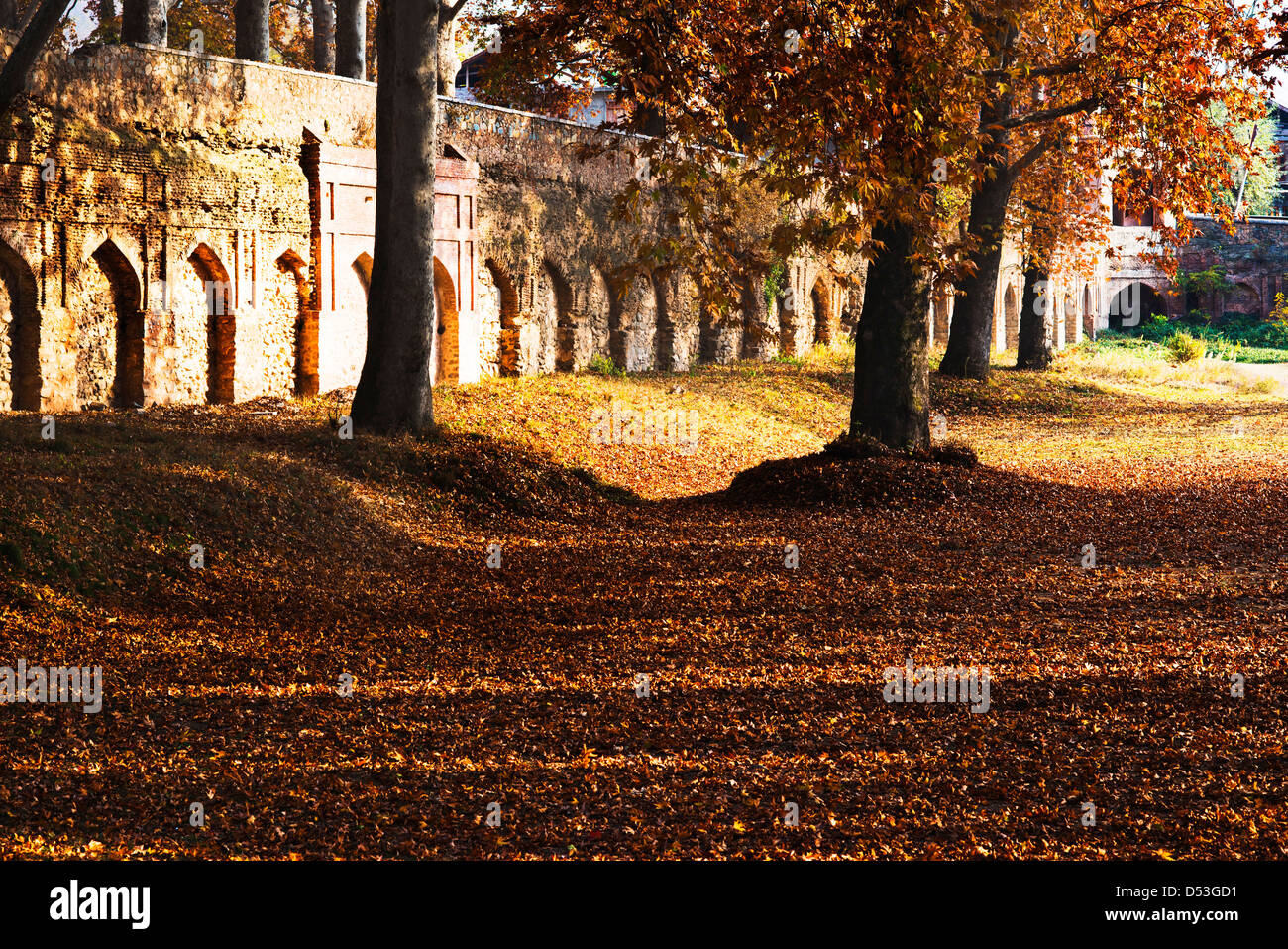 Trees in a garden, Nishat Bagh, Srinagar, Jammu And Kashmir, India ...