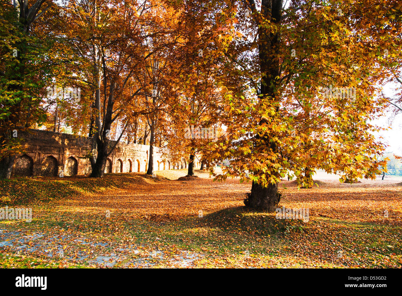 Trees in a garden, Nishat Bagh, Srinagar, Jammu And Kashmir, India ...