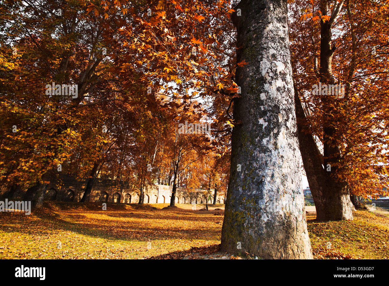Trees in a garden, Nishat Bagh, Srinagar, Jammu And Kashmir, India ...