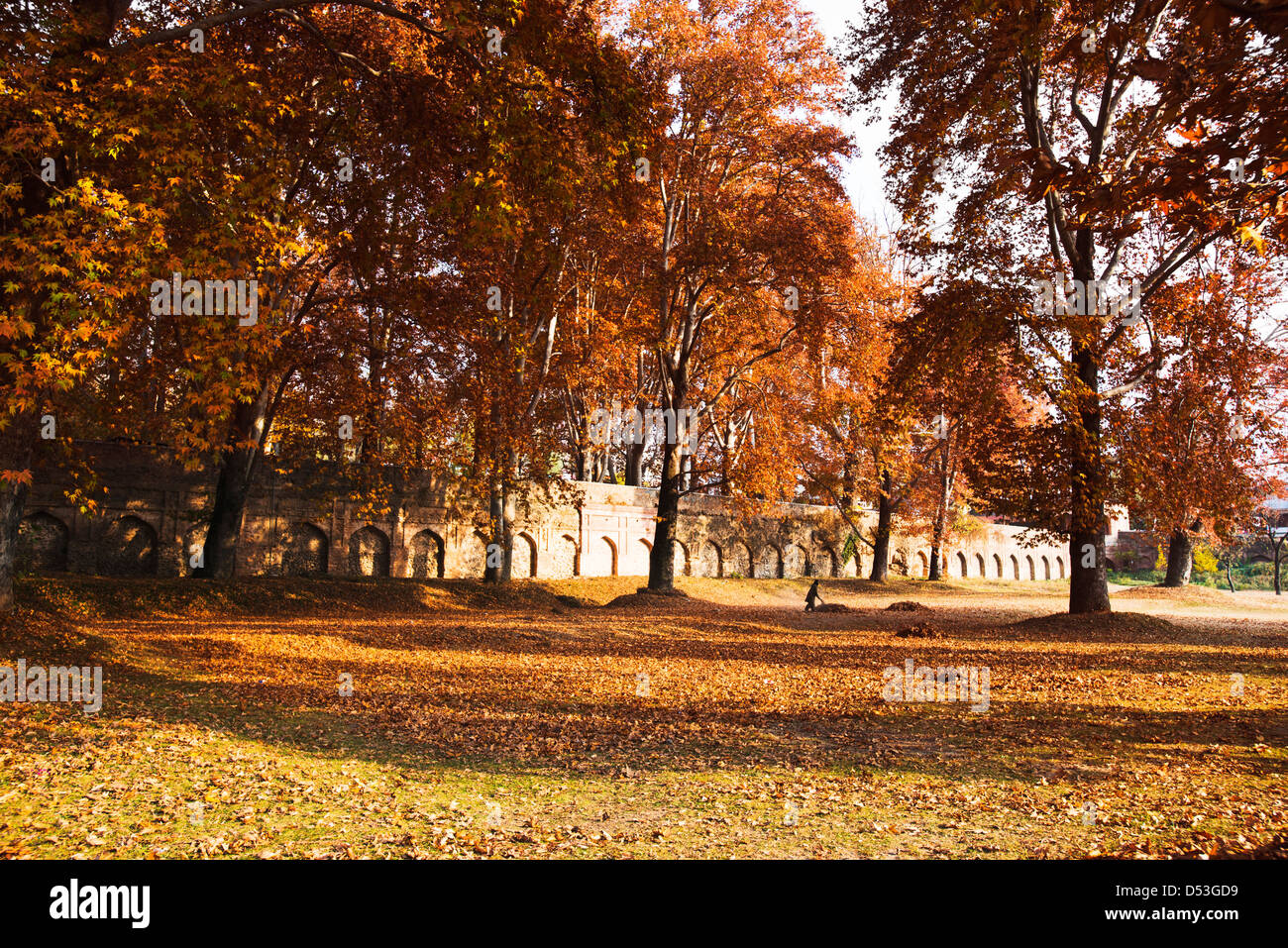 Trees in a garden, Nishat Bagh, Srinagar, Jammu And Kashmir, India ...