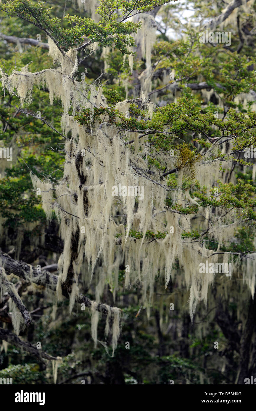 Lichens festoon a Southern Beech (Nothofagus species) tree on the ...